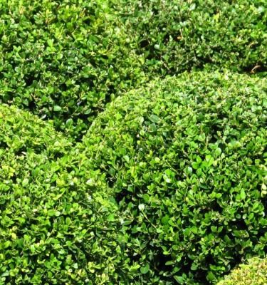 Learn how to grow Buxus in 5 easy steps | Love The Garden
