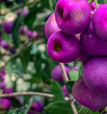 How to grow & care Lilly Pilly in 5 simple steps