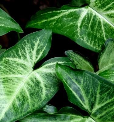 How to grow & care for Syngonium in 5 easy steps
