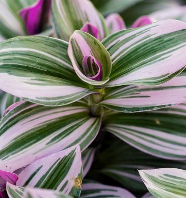 How to grow Tradescantia | Love The Garden