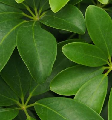 How to grow Umbrella Tree | Love The Garden