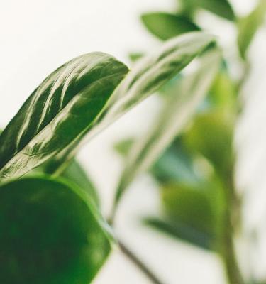 How To Grow and Care For Zanzibar Gem Plants In 5 Easy Steps