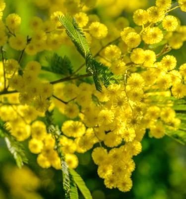 Comment et quand planter du mimosa en pot ? | La Pause Jardin