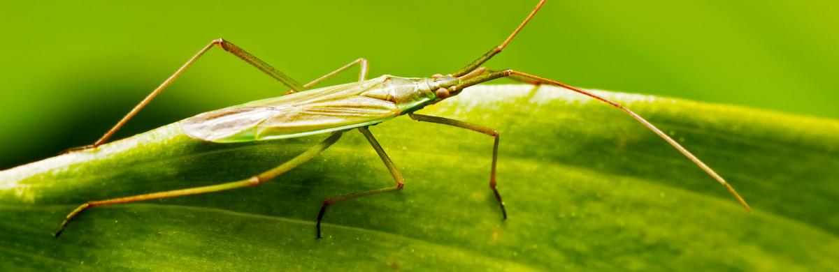 Capsid Bugs - Treatment And Control | Love The Garden