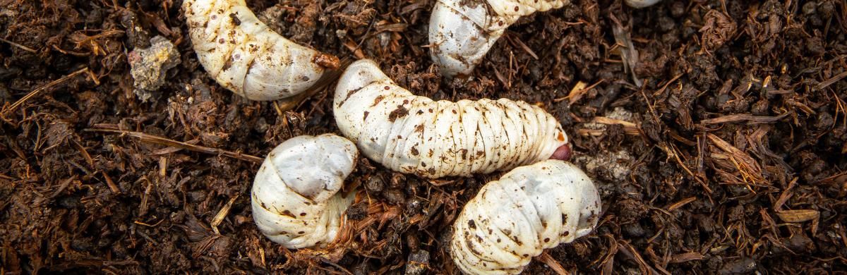 Chafer Grubs Treatment And Control Lovethegarden European Chafer