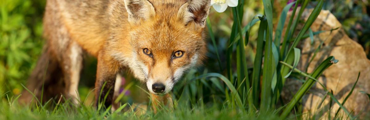 Foxes - Treatment And Control | Love The Garden
