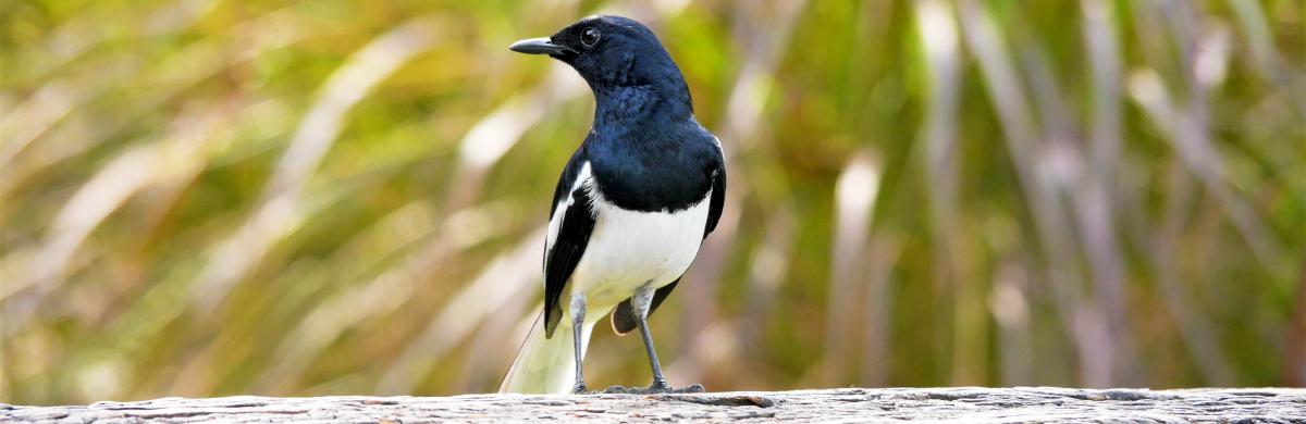 Magpies - Treatment And Control | Love The Garden