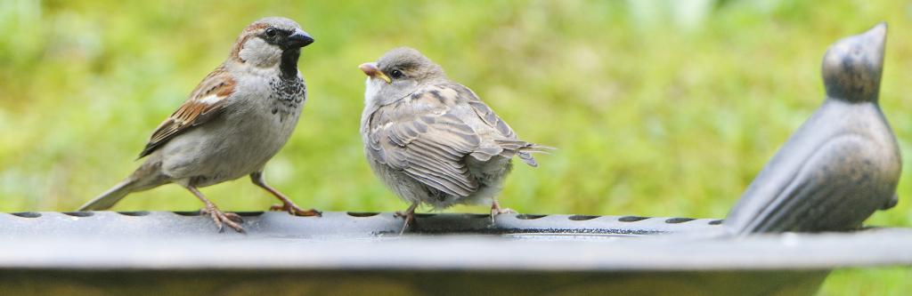A Guide To Types Of Birds | Love The Garden