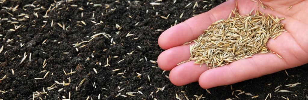 How To Sow Grass Seed For The Perfect Lawn Lovethegarden