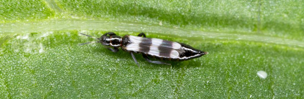 Thrips - Treatment & Control | Love The Garden