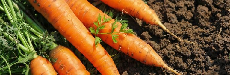 The Best British Veg to Grow at Home | Love The Garden