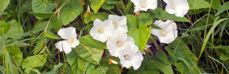 A Guide To Types Of Weed | Love The Garden