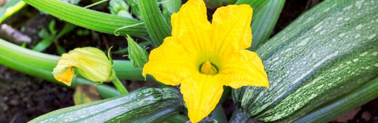 How To Grow Marrows And Squashes | Love The Garden