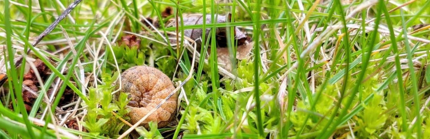 How to get rid of Curl Grubs | Love The Garden