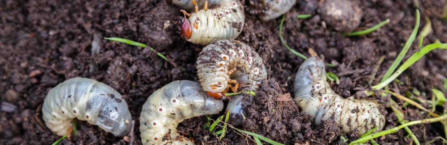 Engerlingen bestrijden in je gazon | Ilovemygarden