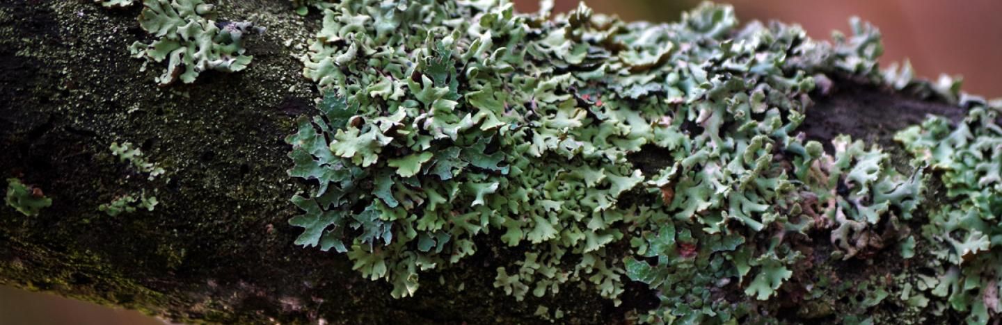 Korstmossen op je paden, oprit en terras | Ilovemygarden