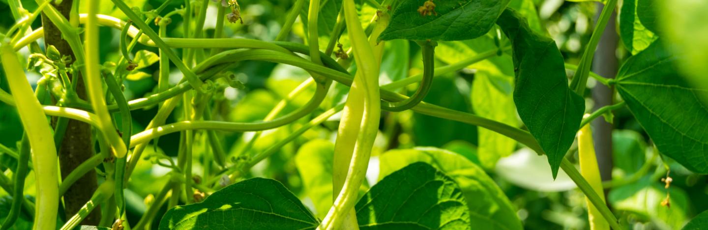 How to grow and care for runner beans | Love The Garden