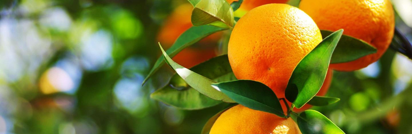 Downloadable Essential Guide to Citrus