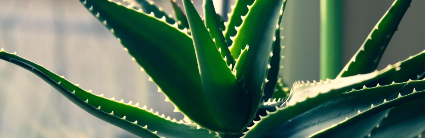 Jak prawidłowo dbać o aloes | Love The Garden