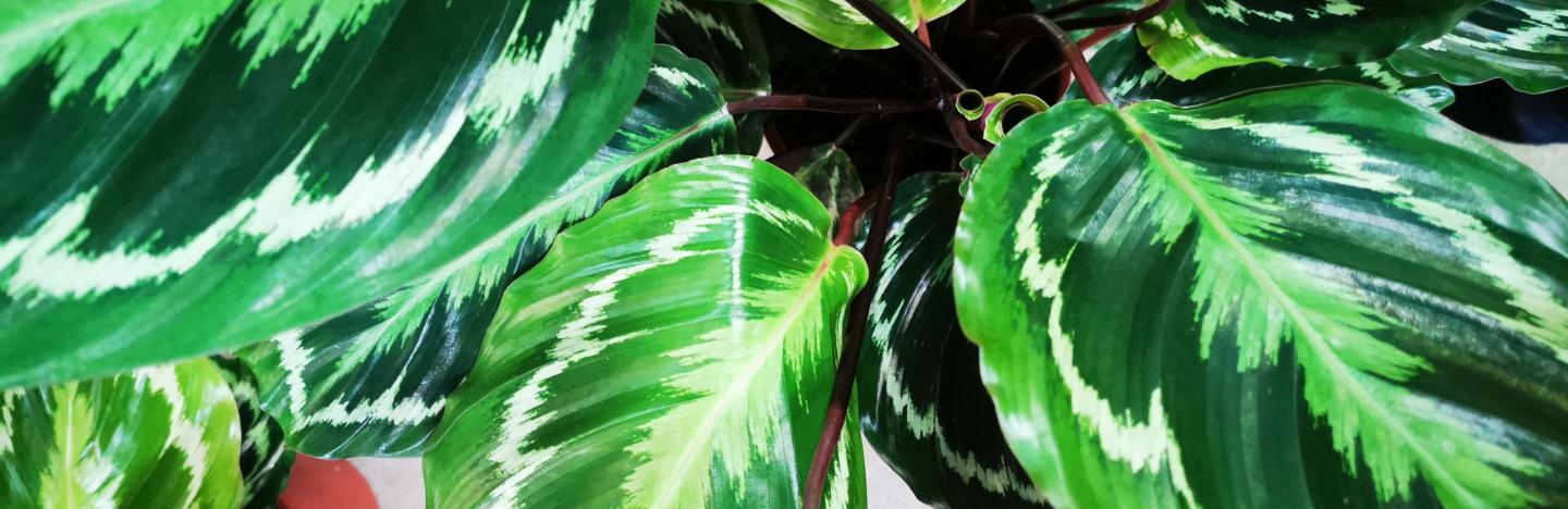 How to grow & care for Calathea in 5 simple steps