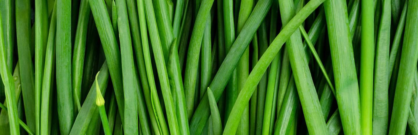 How to grow & care for Chives | Love The Garden