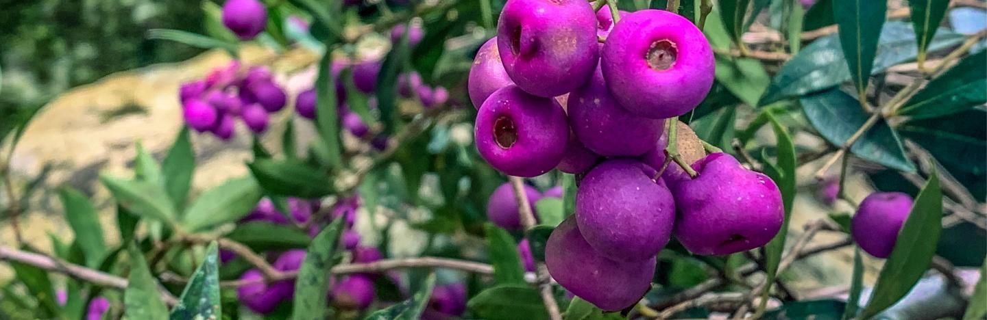 How to grow & care Lilly Pilly in 5 simple steps