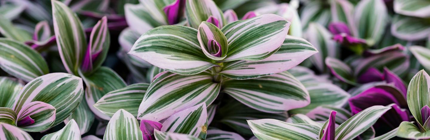How to grow Tradescantia | Love The Garden