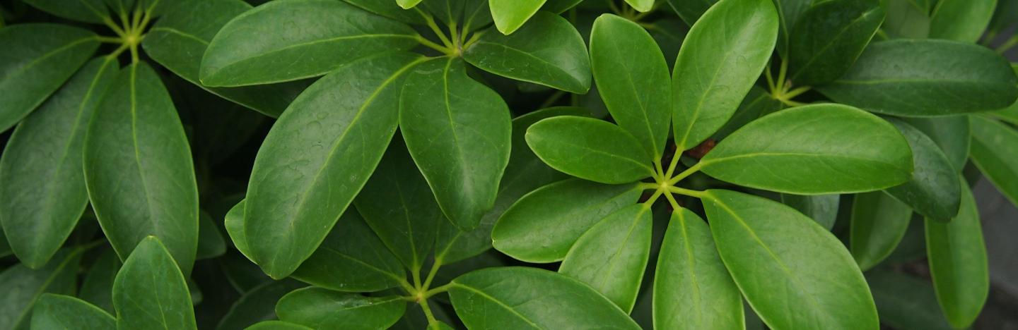 How to grow Umbrella Tree | Love The Garden