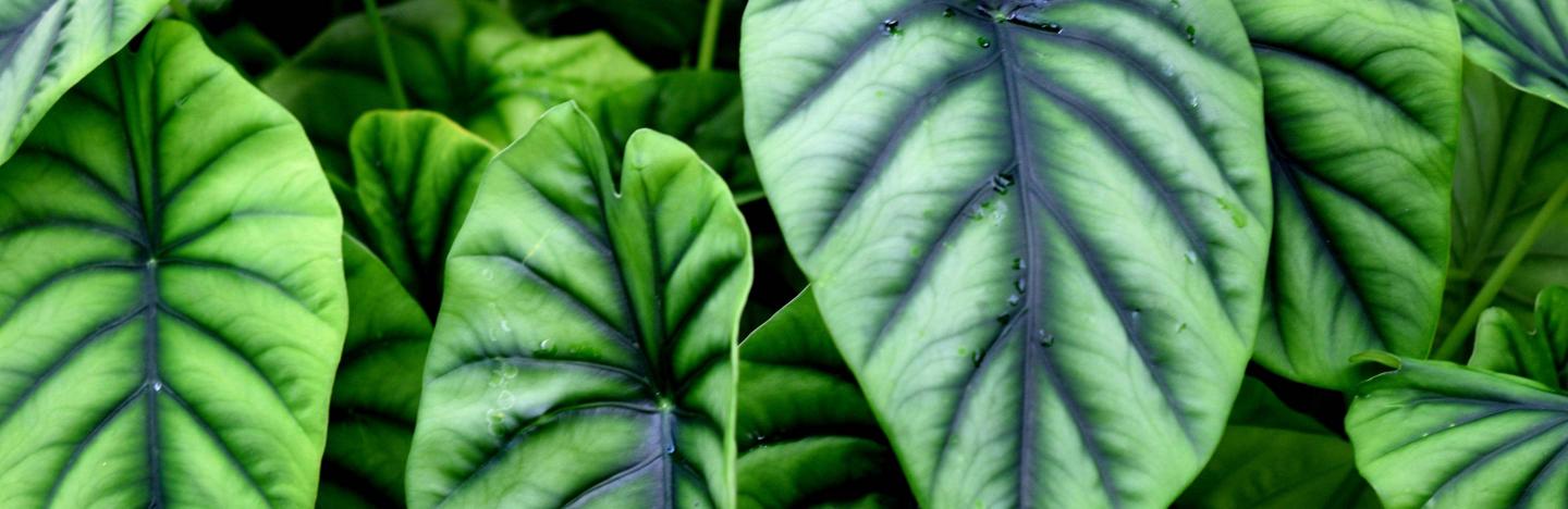 How to grow & care Alocasia in 5 simple steps