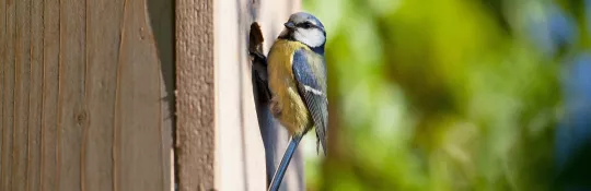 Where to Position Bird Nest Boxes | Love The Garden