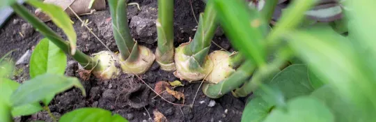A complete guide to growing ginger | lovethegarden