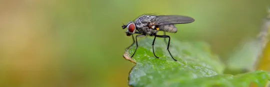 Carrot Root Fly - Treatment And Care | Love The Garden
