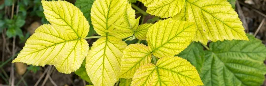Iron Deficiency - Treatment And Control | Love The Garden