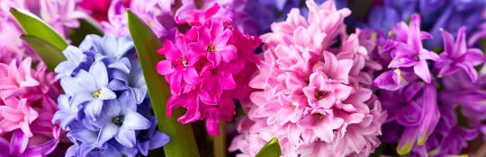 Top 10 Most Popular Spring Bulbs | Love The Garden