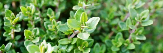 How To Grow And Care For Thyme | Love The Garden