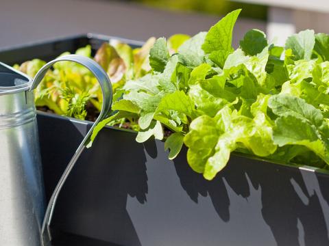 Fruit And Vegetable Garden Pots Ten Tips For Growing Fruit And Veg In