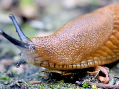 Can Slugs Come Up The Sink