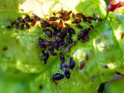 aphids uk
