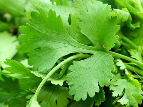 coriander fruit type