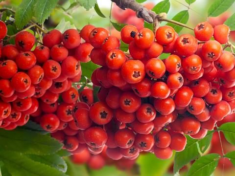 Rowan Trees For Small Gardens Uk | Fasci Garden