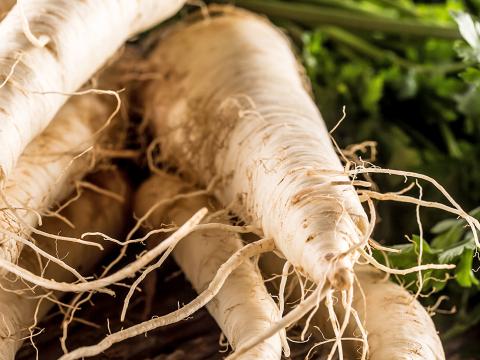 Parsnip Root