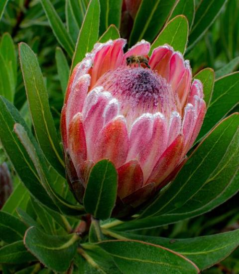 King Protea Flower Fake King Protea Australian Native Bush Flower