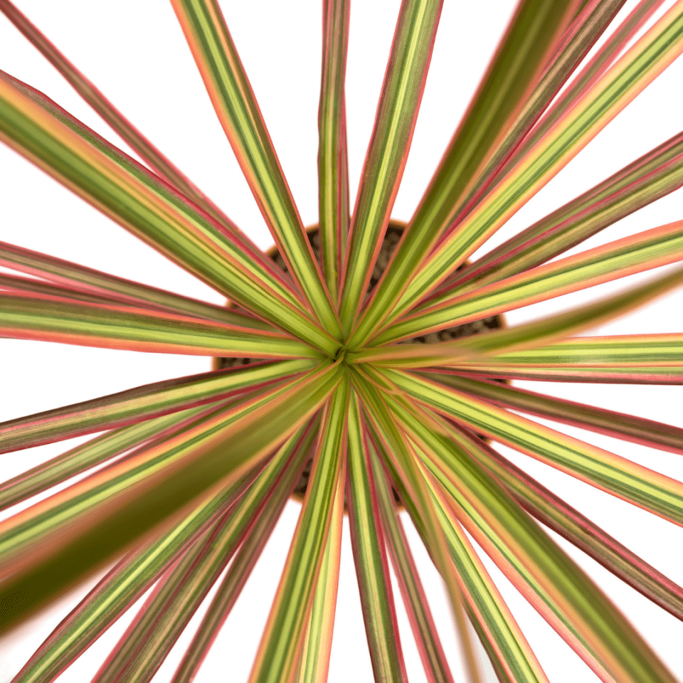 7 Air Purifying Plants For Indoors | Love The Garden
