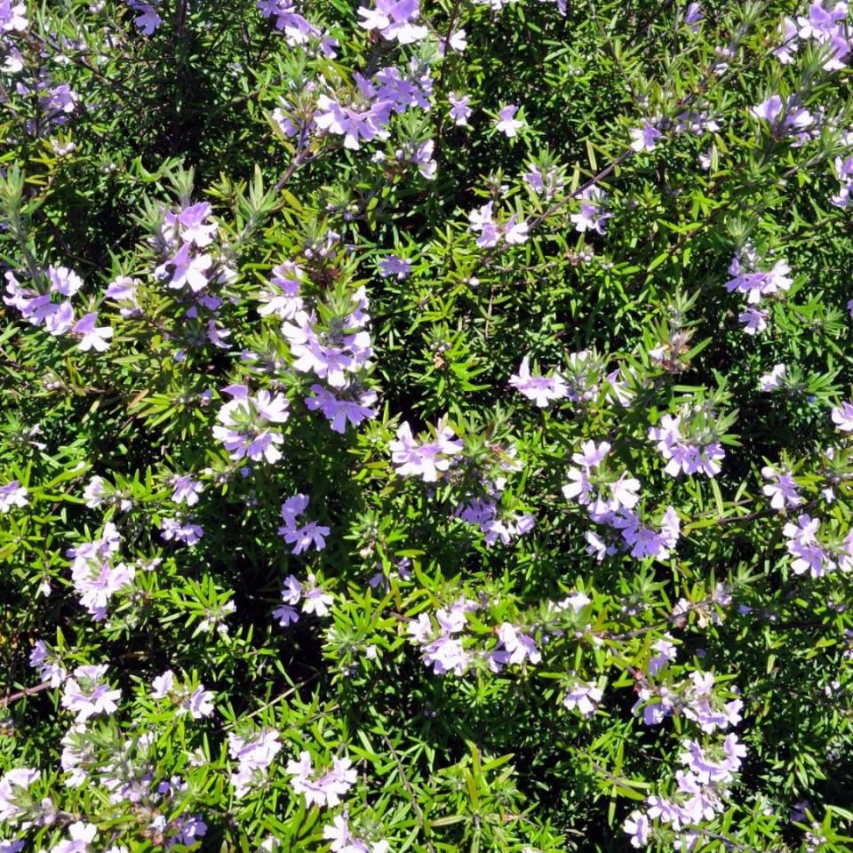 10 Aussie Natives That’ll Bring Bees To Your Garden | Love The Garden