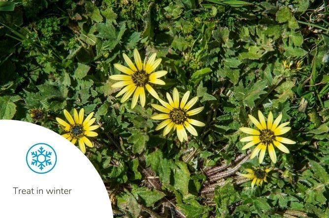 Identify and treat common lawn weeds | Love The Garden