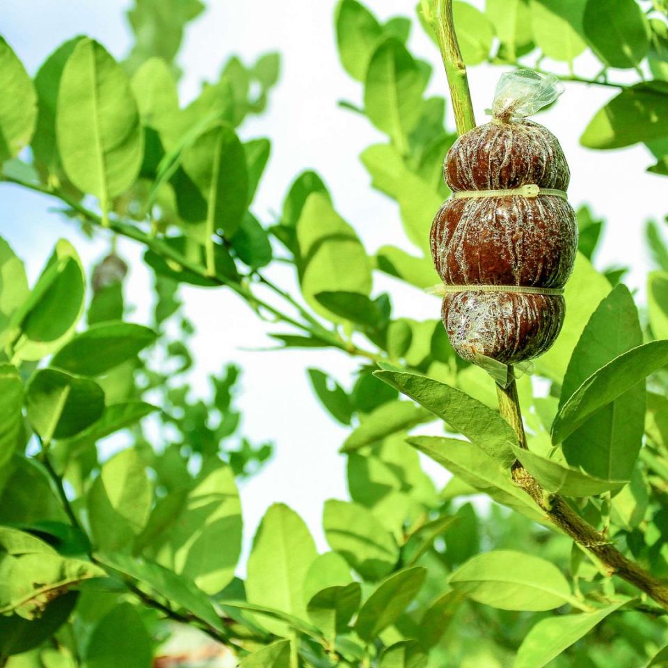 Plant Propagation: Learn How to Propagate Plants | Love The Garden