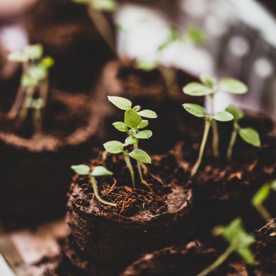 Plant Propagation: Learn How to Propagate Plants | Love The Garden