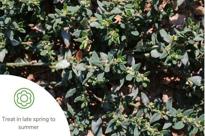 Identify and treat common lawn weeds | Love The Garden