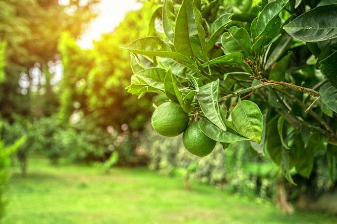 How to grow citrus trees | Love the Garden