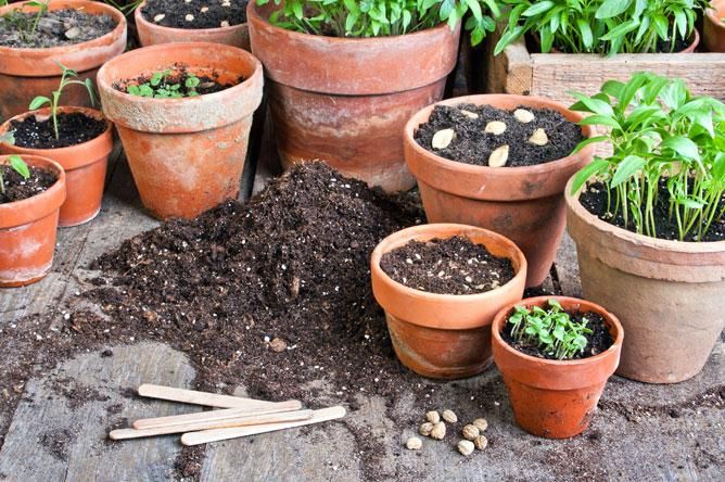 The right pot for your crop - Scotts Australia